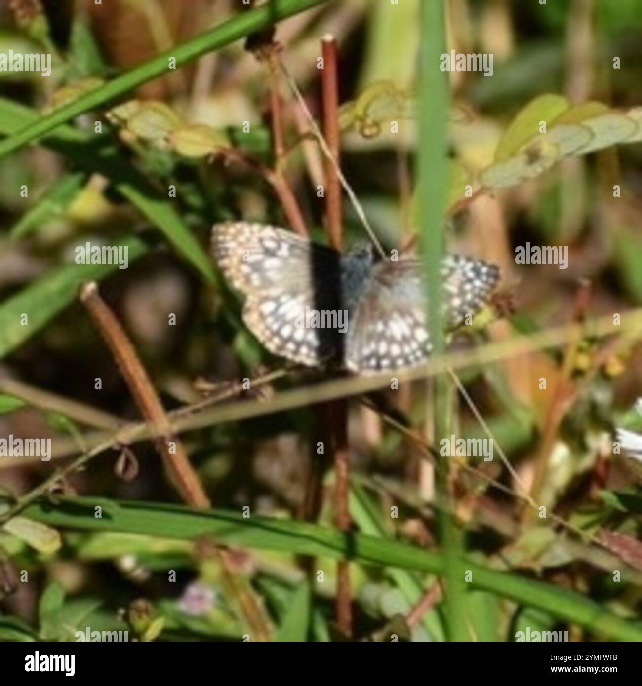 Tropical Checkered-Skipper (Burnsius oileus Stock Photo - Alamy