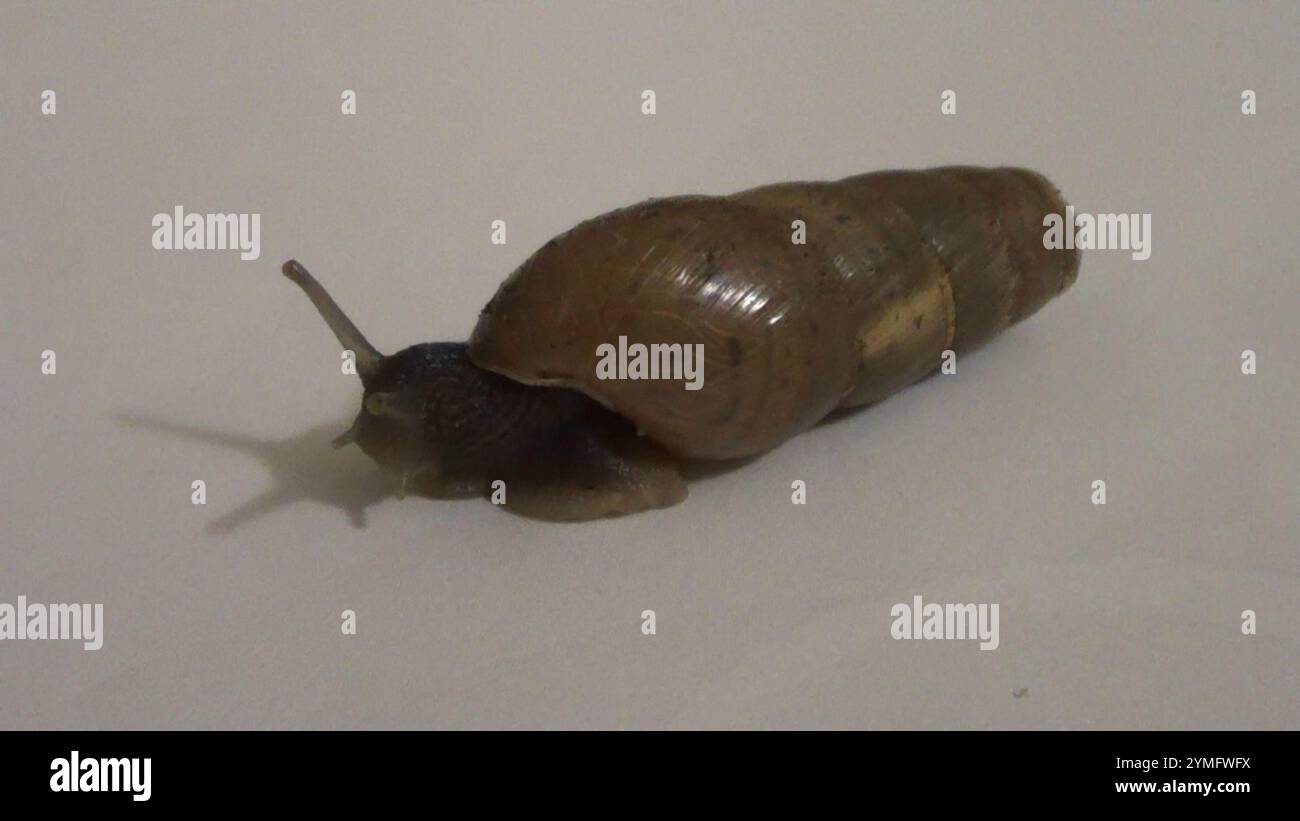 Decollate Snail (Rumina decollata Stock Photo - Alamy