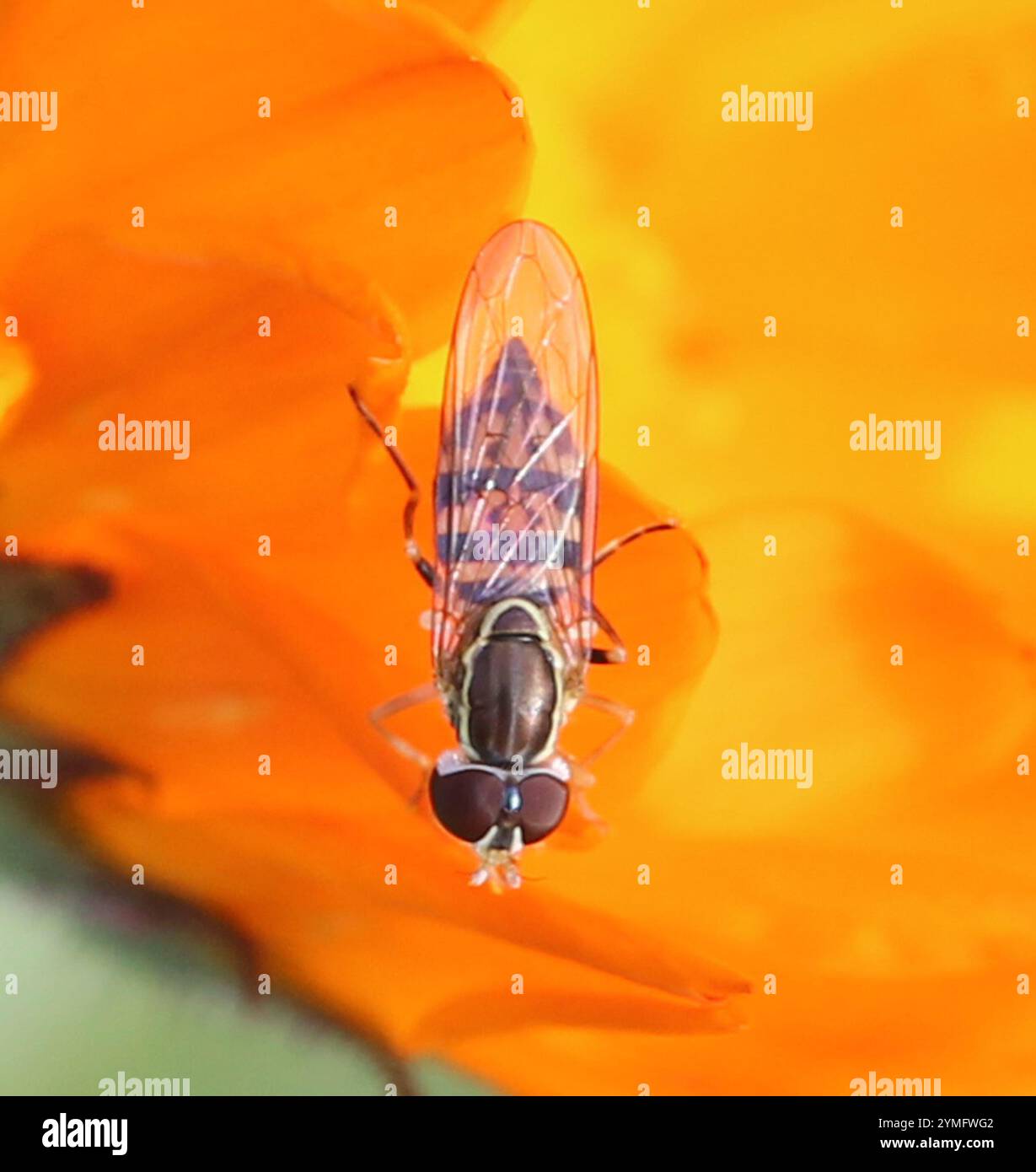 Eastern Calligrapher (Toxomerus geminatus Stock Photo - Alamy