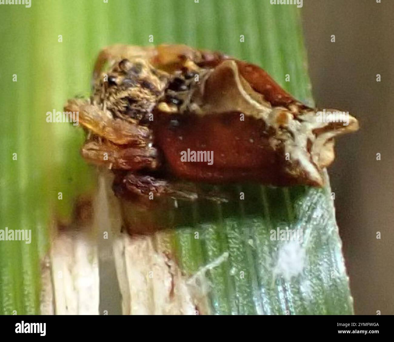 High-headed Arkys (Arkys alticephala Stock Photo - Alamy