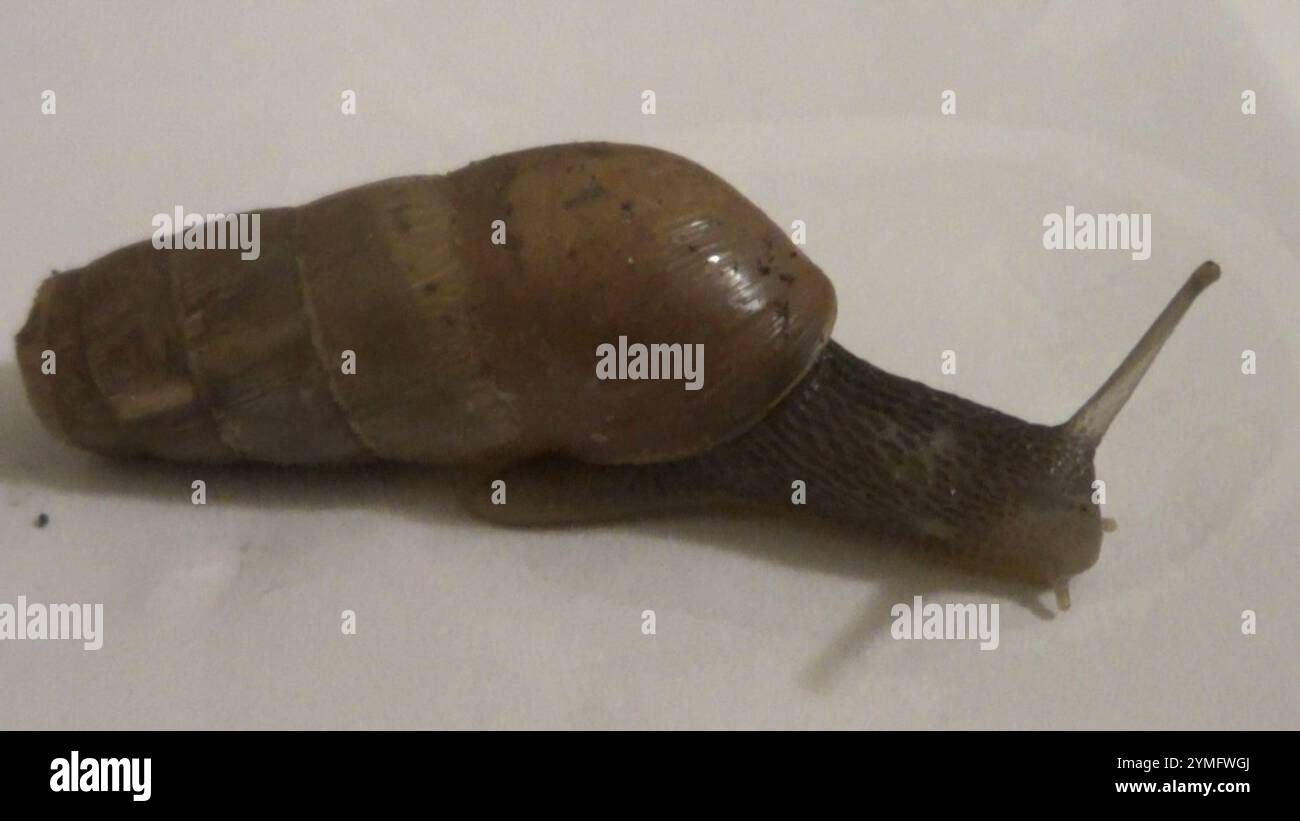 Decollate snail rumina decollata hi-res stock photography and images ...