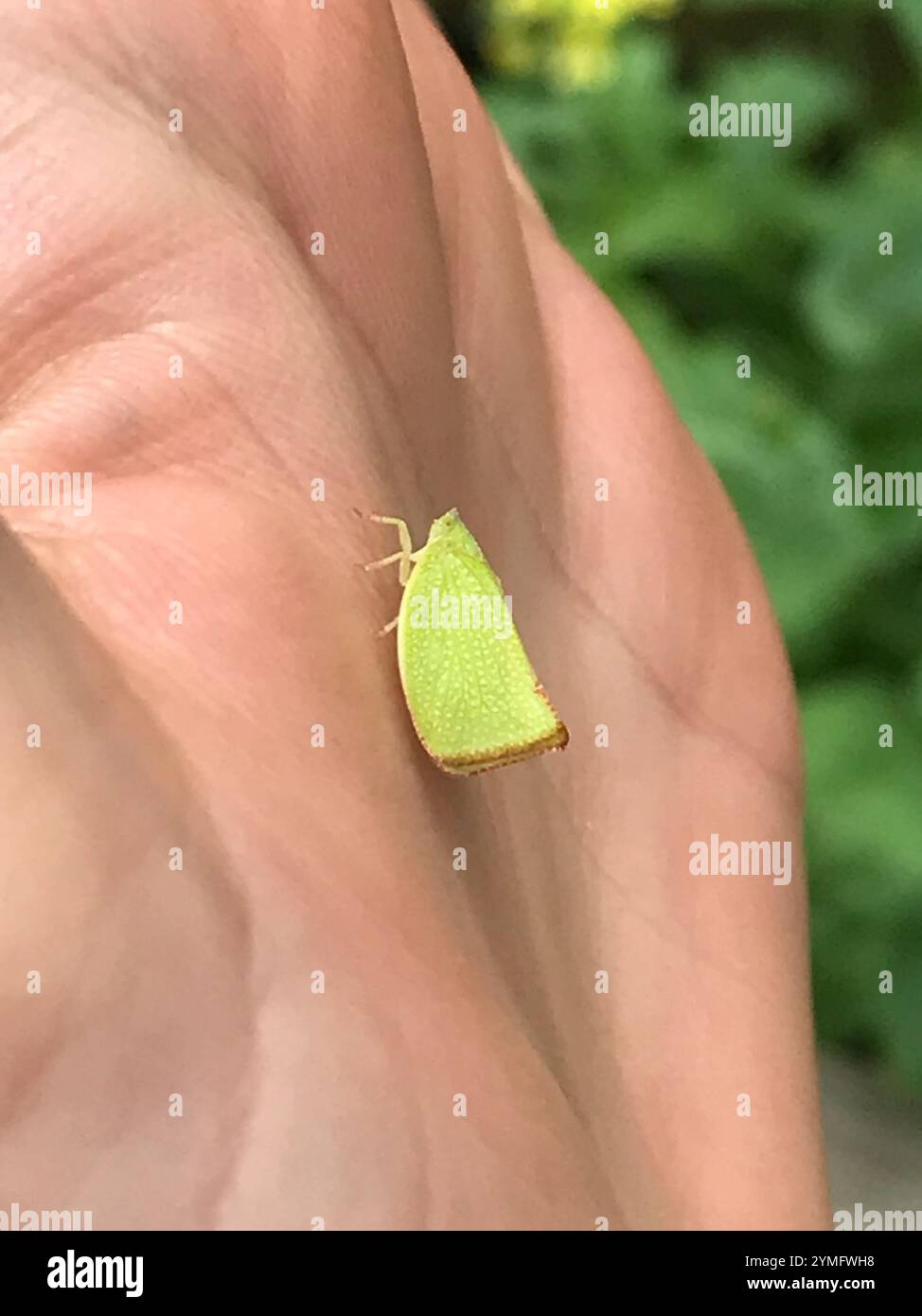 Torpedo Bug (Siphanta acuta Stock Photo - Alamy