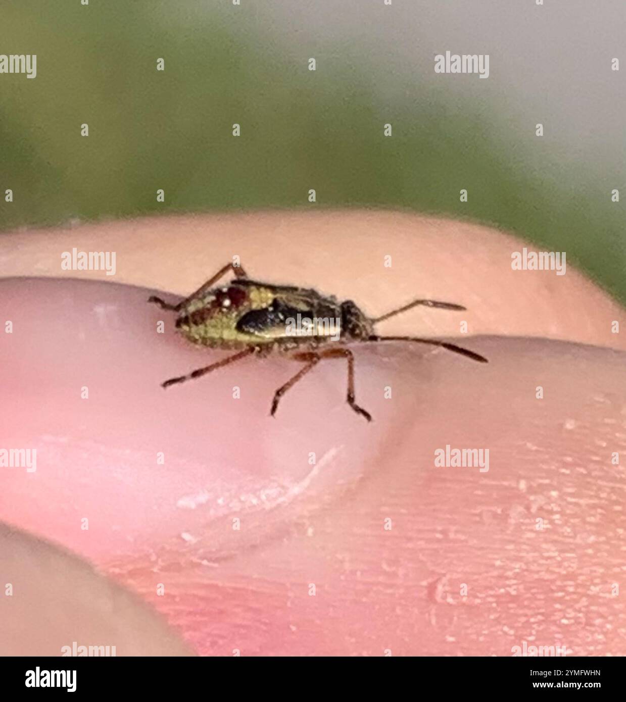 True Bugs, Hoppers, Aphids, and allies (Hemiptera Stock Photo - Alamy