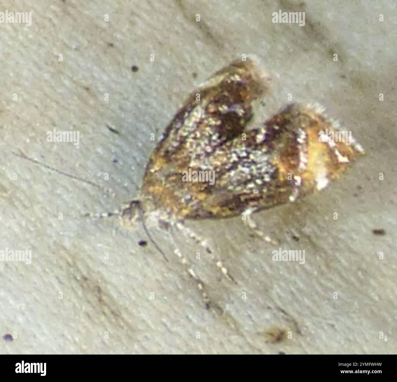 Skullcap Skeletonizer Moth (Prochoreutis inflatella Stock Photo - Alamy