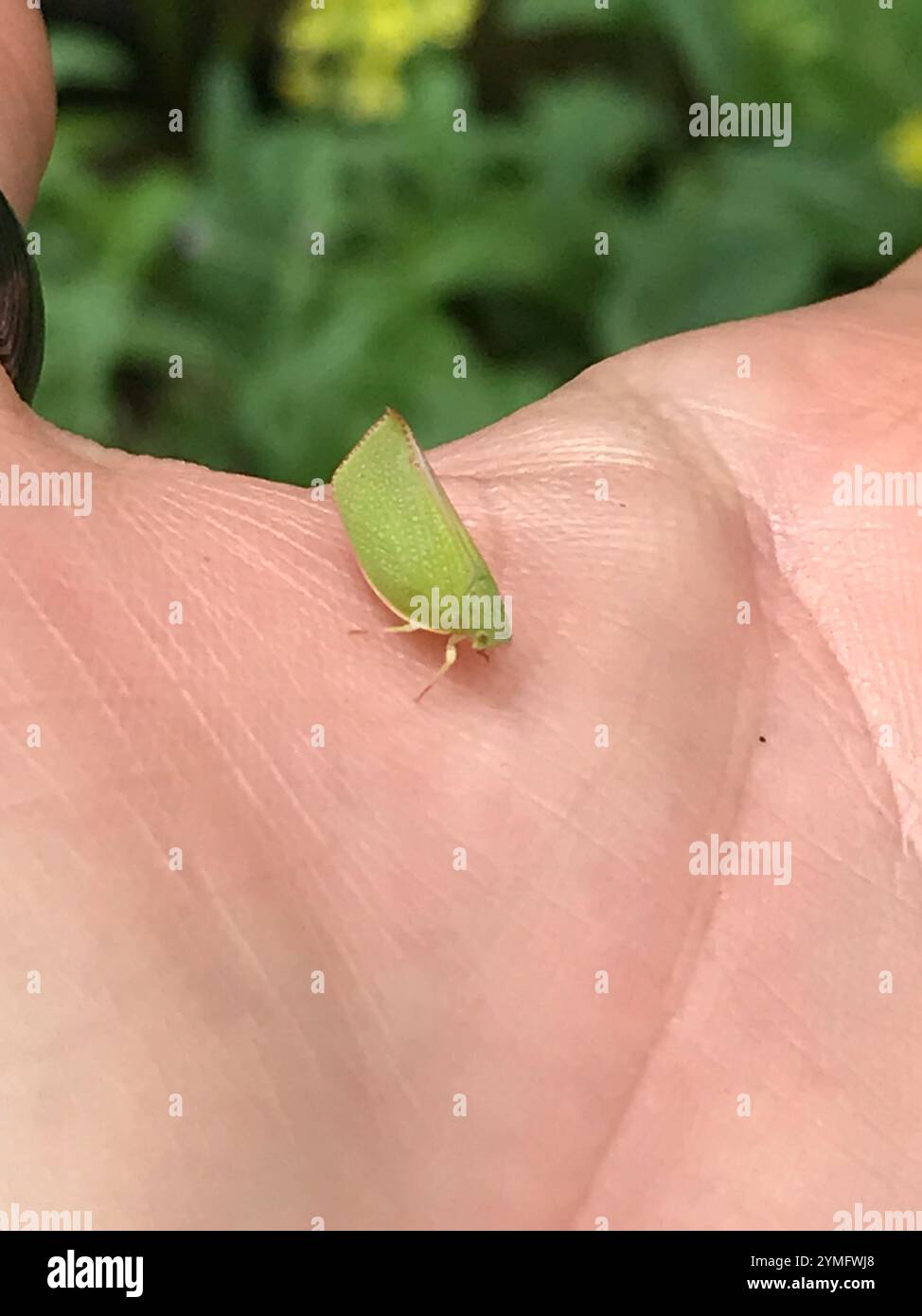 Torpedo Bug (Siphanta acuta Stock Photo - Alamy