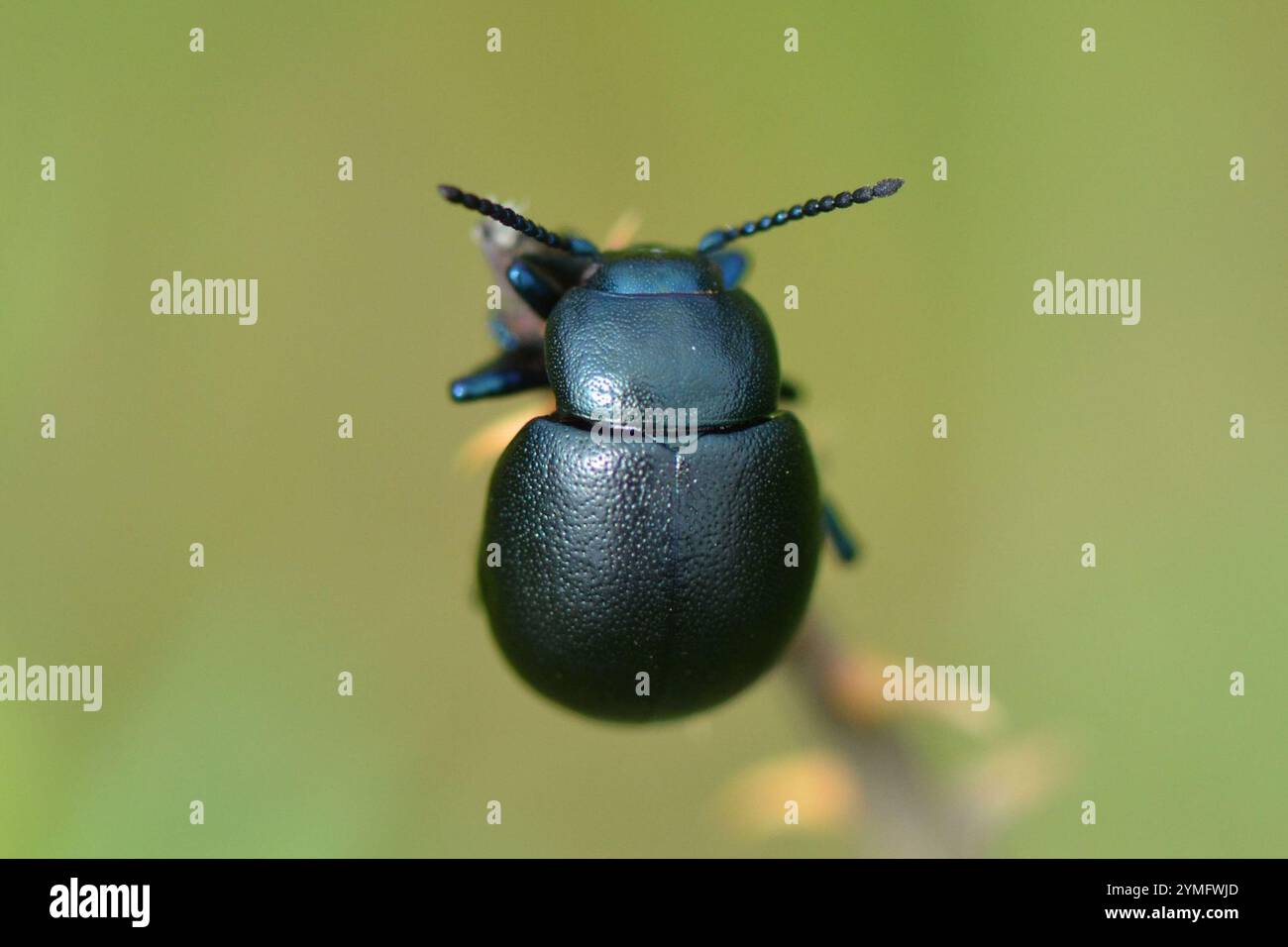 Lesser Bloody-nosed Beetle (Timarcha goettingensis Stock Photo - Alamy