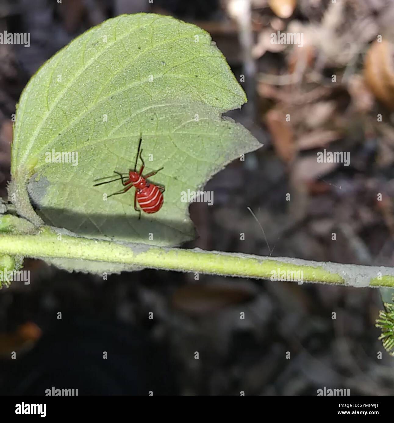 Dysdercus suturellus hi-res stock photography and images - Alamy