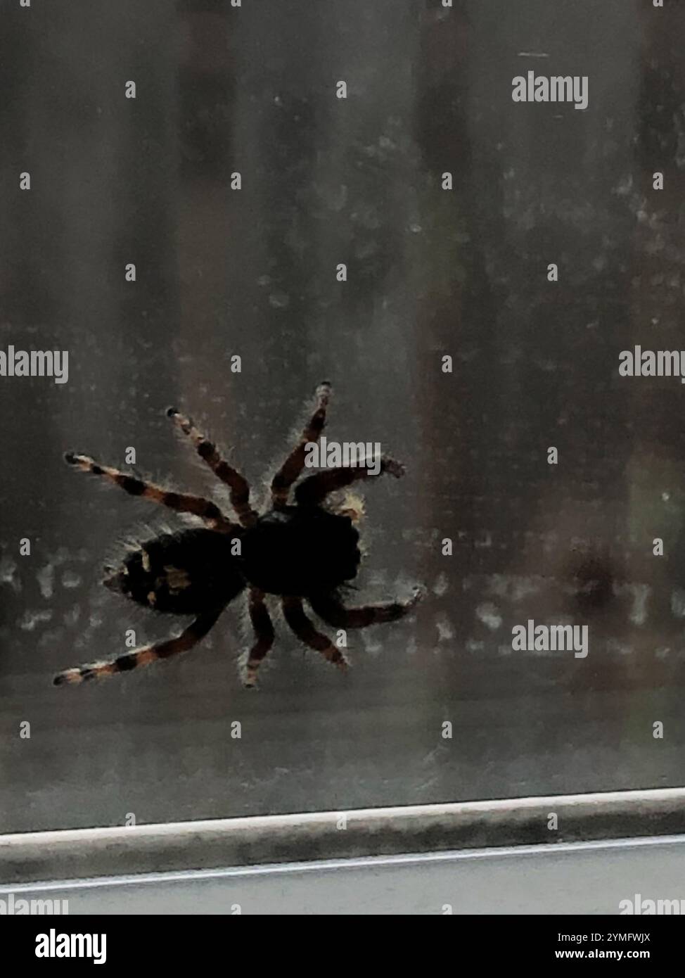 Bold Jumping Spider (Phidippus audax Stock Photo - Alamy