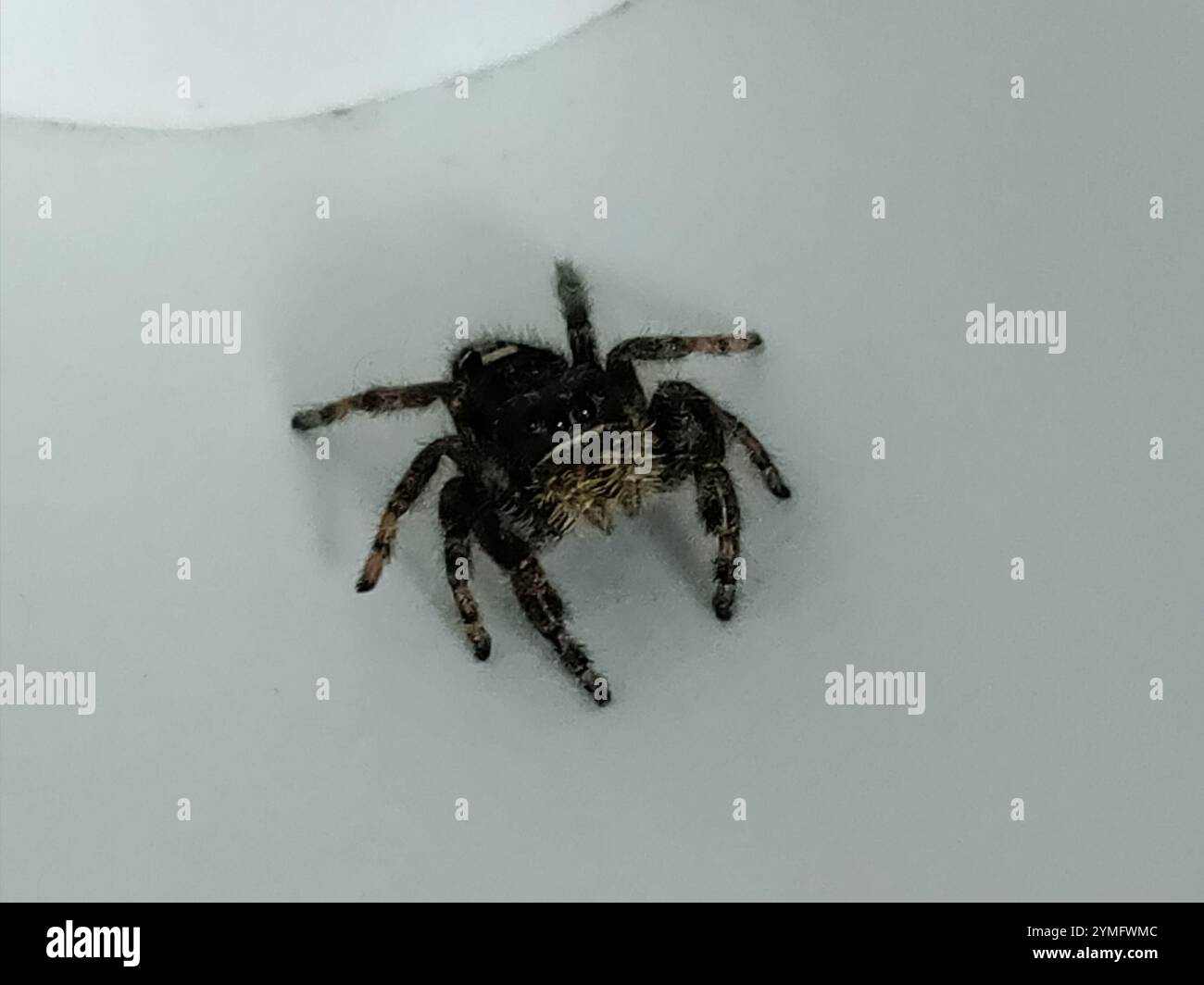 Bold Jumping Spider (Phidippus audax Stock Photo - Alamy