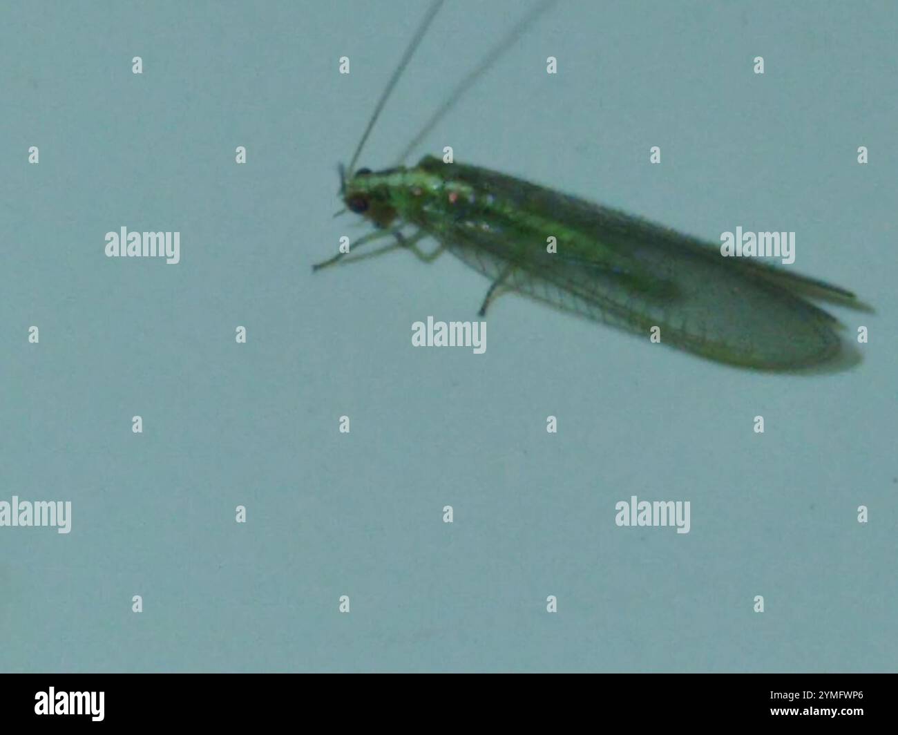 common green lacewings (Chrysoperla Stock Photo - Alamy