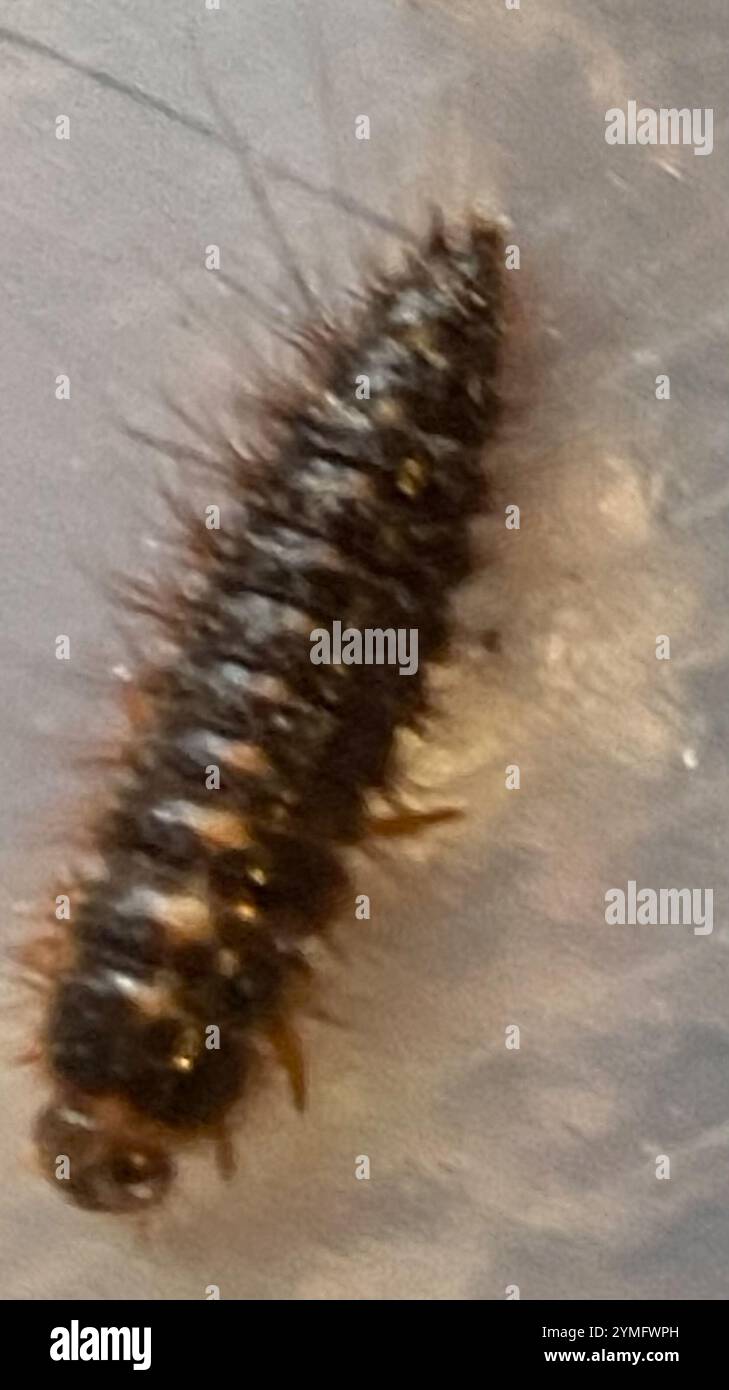 Larder Beetle (Dermestes lardarius Stock Photo - Alamy