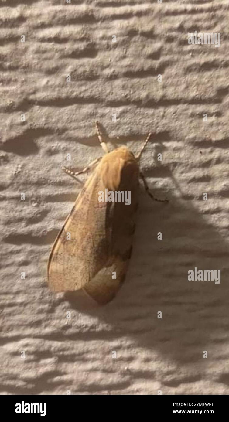 Edwards' Glassy-wing Moth (Pseudohemihyalea edwardsii Stock Photo - Alamy