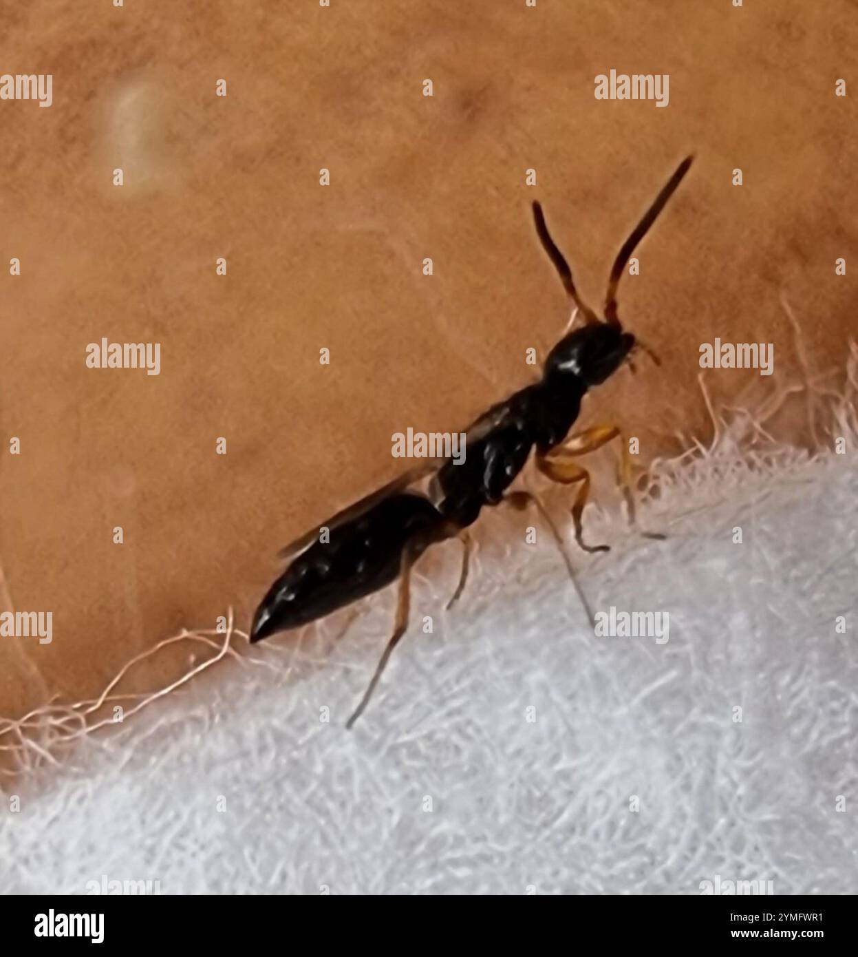 Flat wasps (Bethylidae Stock Photo - Alamy