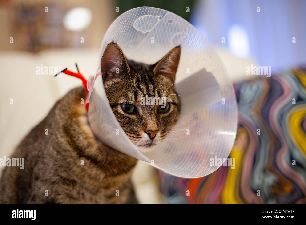 Green eyes cat in a post-operative cone after a surgery on his belly ...
