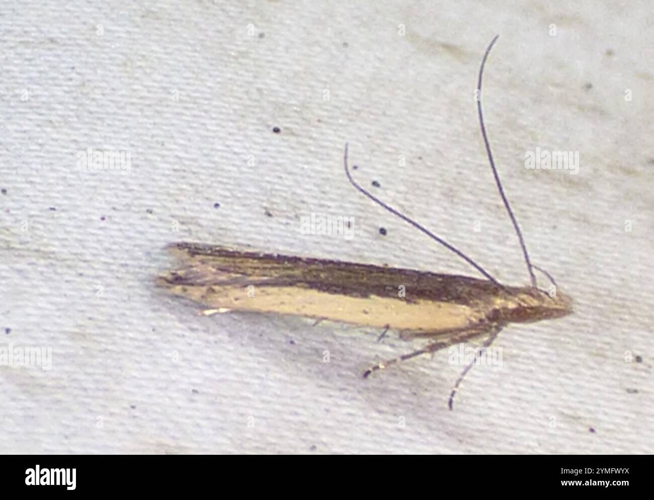 Palmerworm hi-res stock photography and images - Alamy