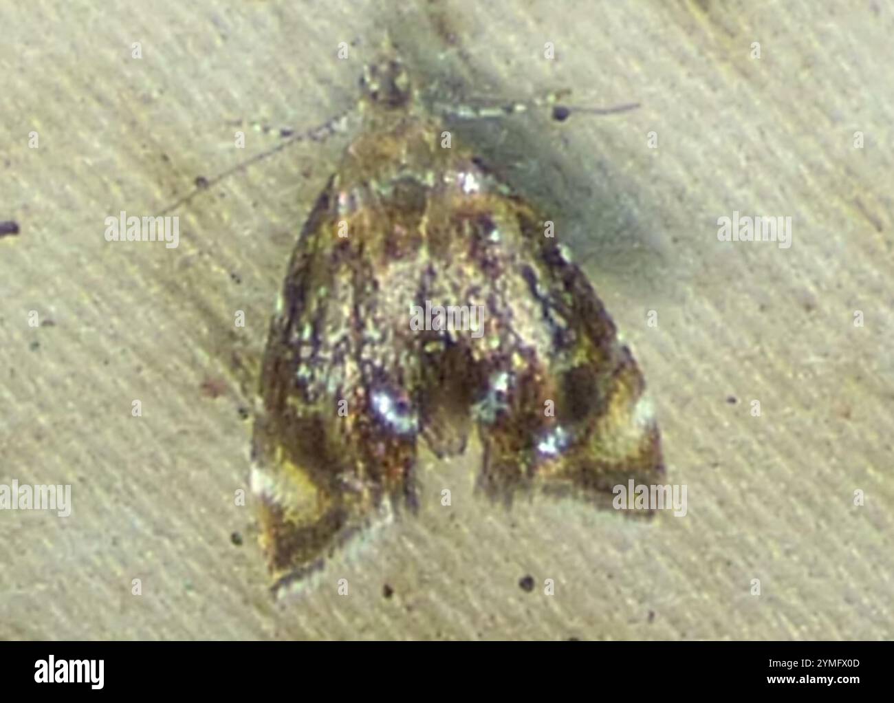 Skullcap Skeletonizer Moth (Prochoreutis inflatella Stock Photo - Alamy