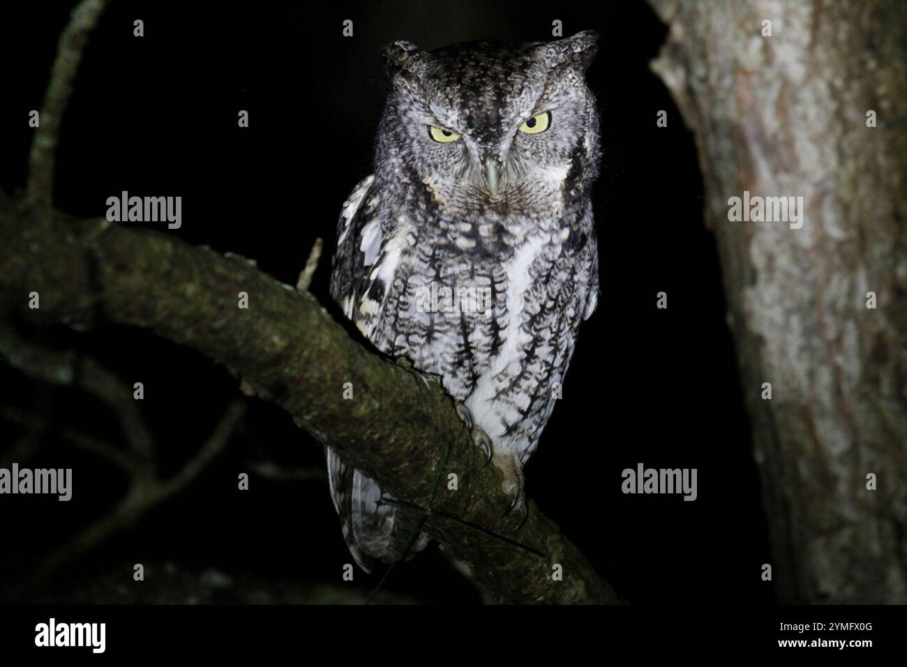 Eastern Screech-Owl (Megascops asio Stock Photo - Alamy