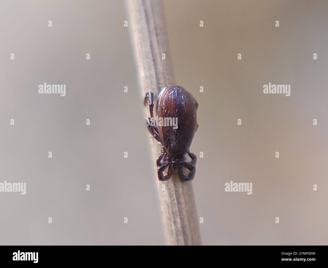 Western Black-legged Tick (Ixodes pacificus Stock Photo - Alamy