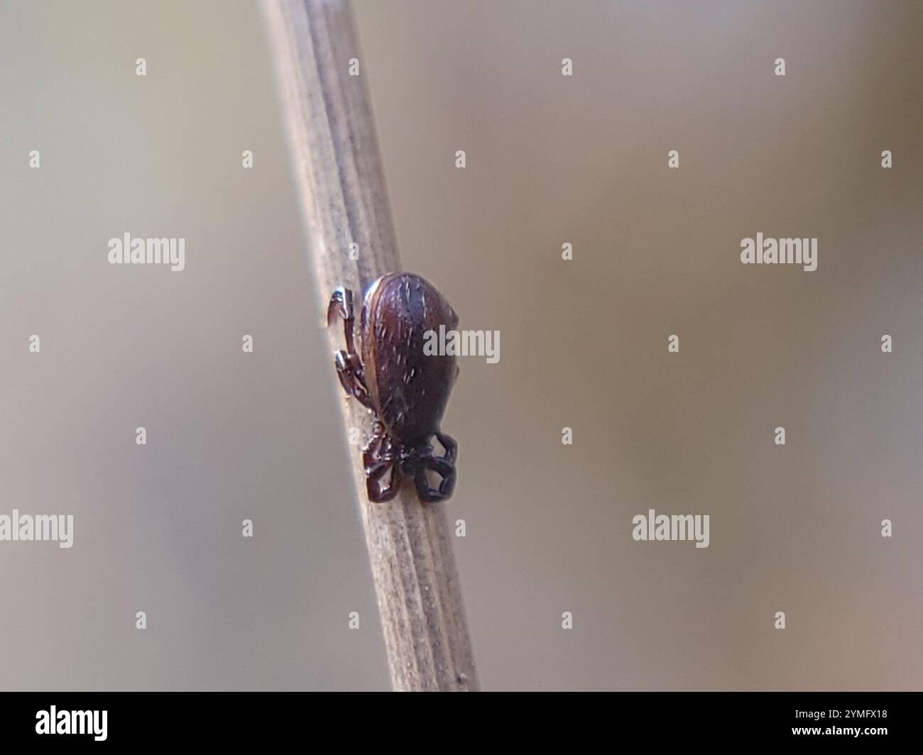 Western Black-legged Tick (Ixodes pacificus Stock Photo - Alamy