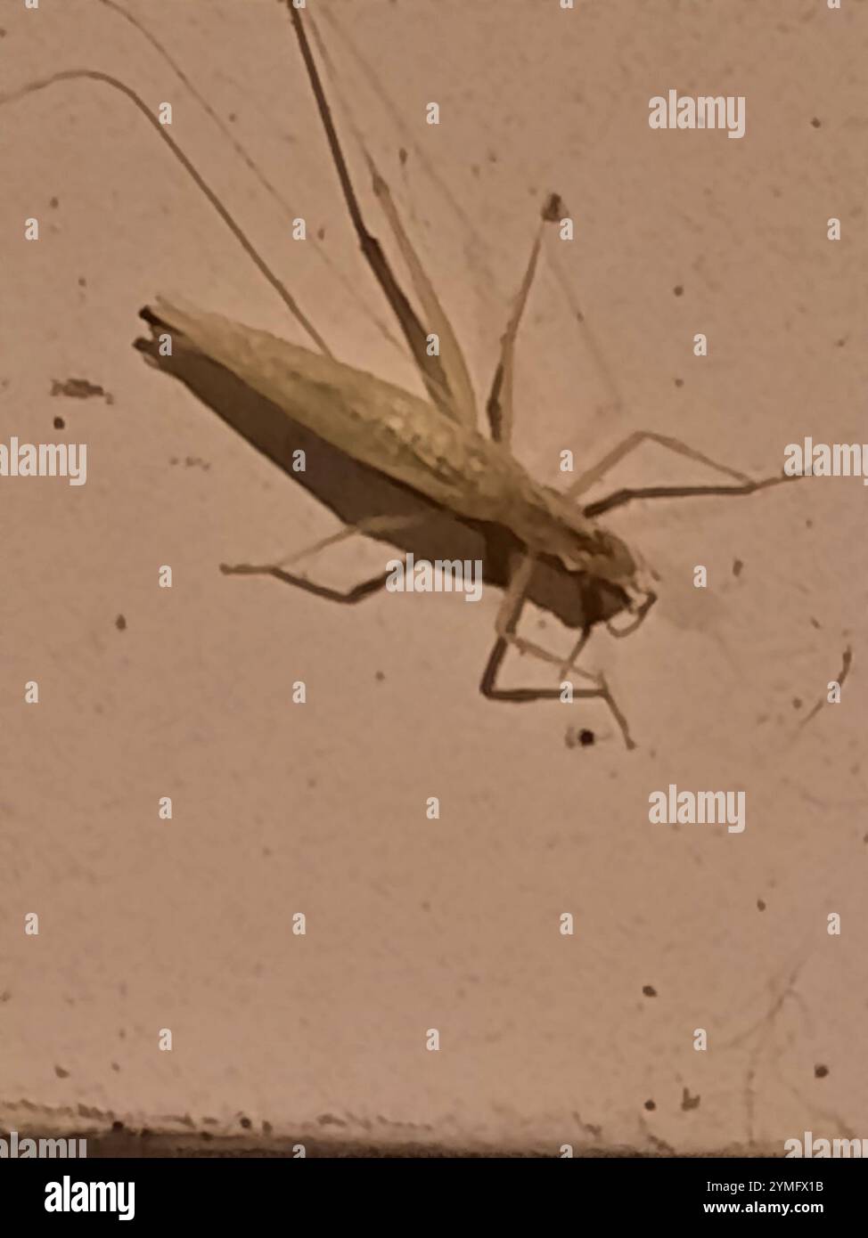 Common Tree Crickets (Oecanthus Stock Photo - Alamy