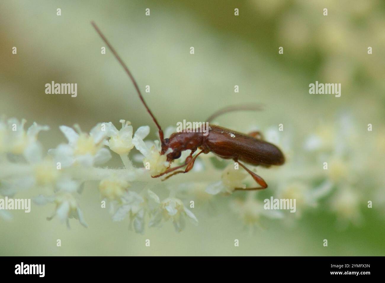Obrium brunneum (obrium brunneum) hi-res stock photography and images ...