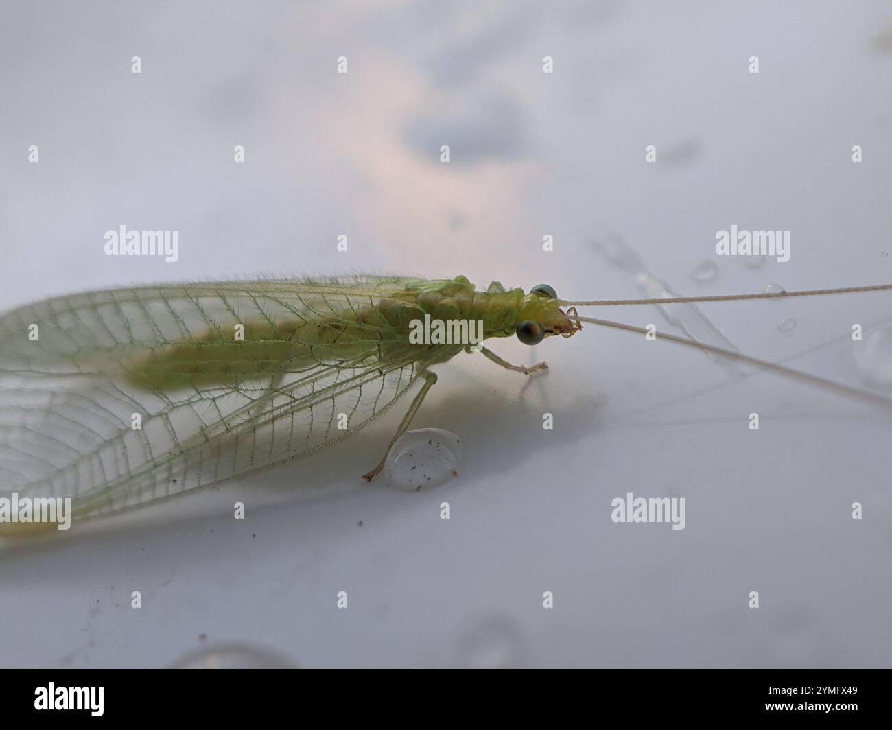 common green lacewings (Chrysoperla Stock Photo - Alamy