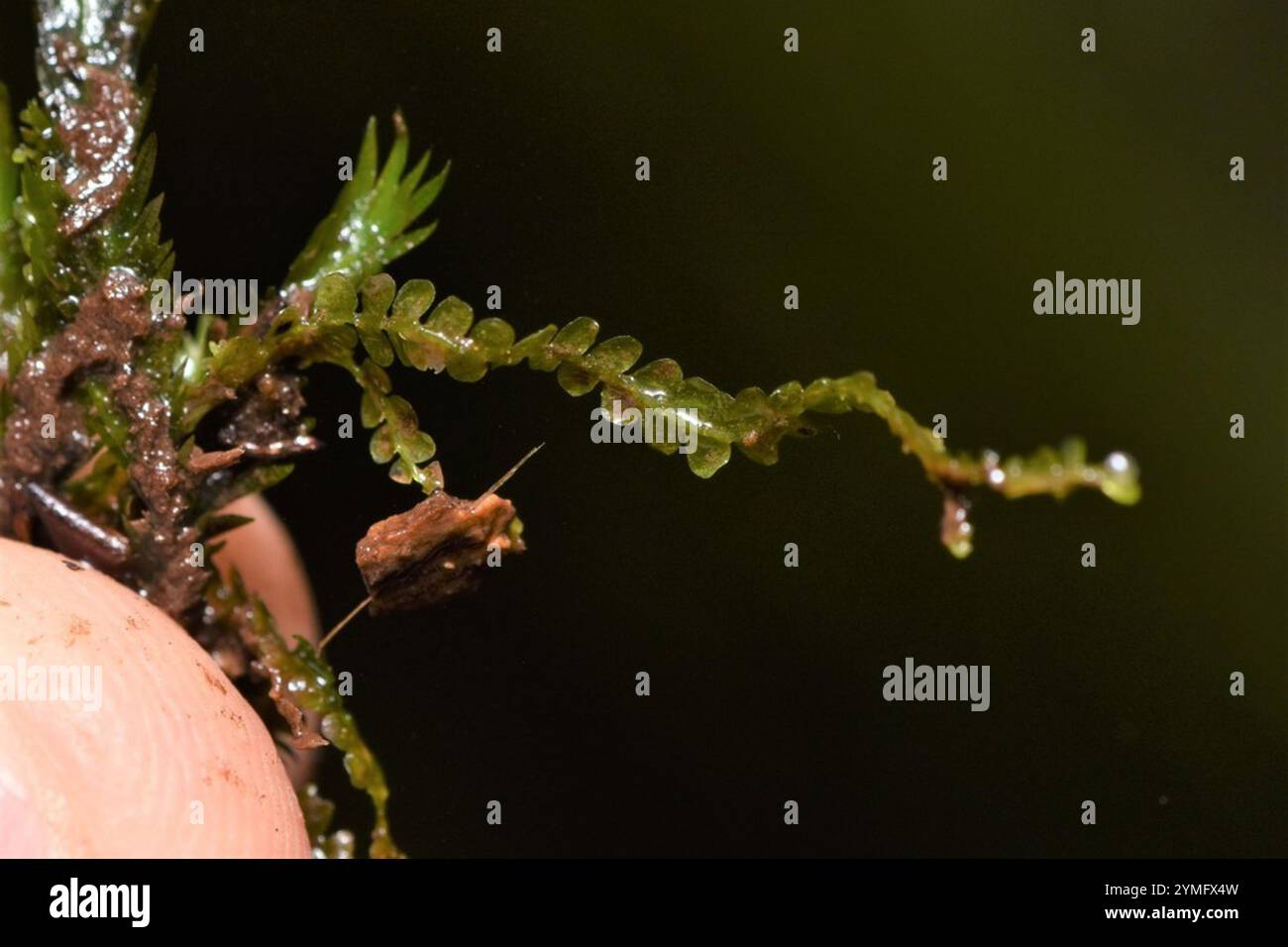 Square-leaved Crestwort (Chiloscyphus polyanthos Stock Photo - Alamy