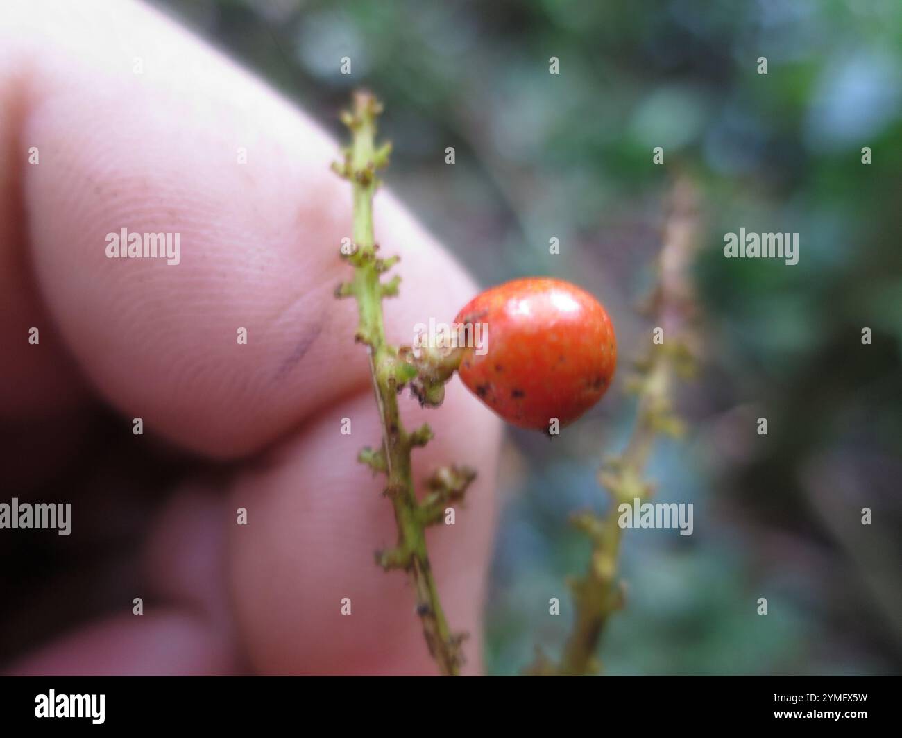 Allophylus hi-res stock photography and images - Alamy