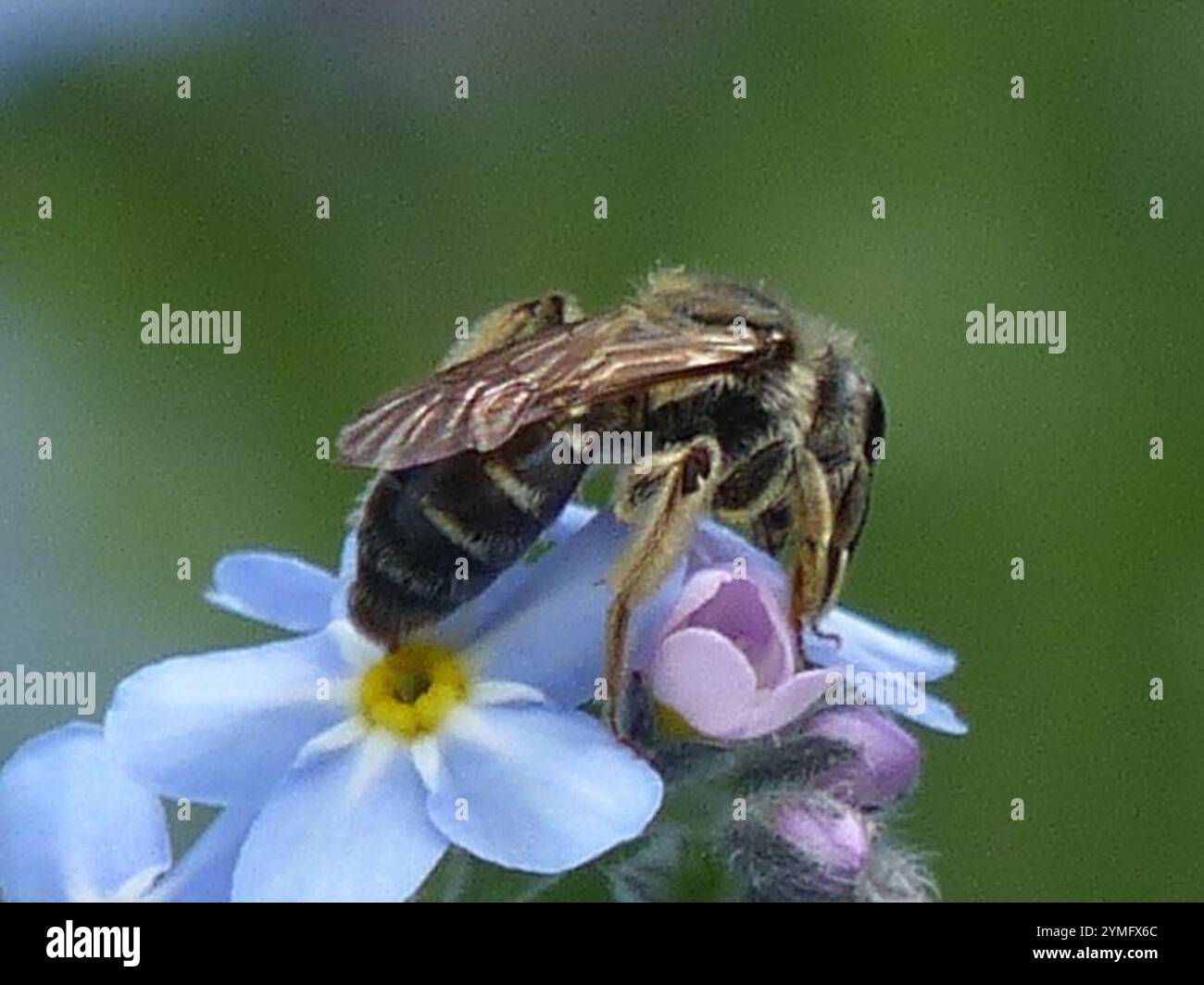 Mining Bees (Andrena Stock Photo - Alamy