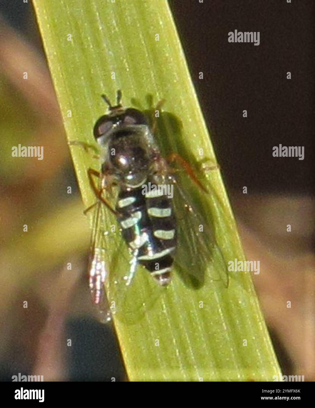 Large-tailed Aphideater (Eupeodes volucris Stock Photo - Alamy