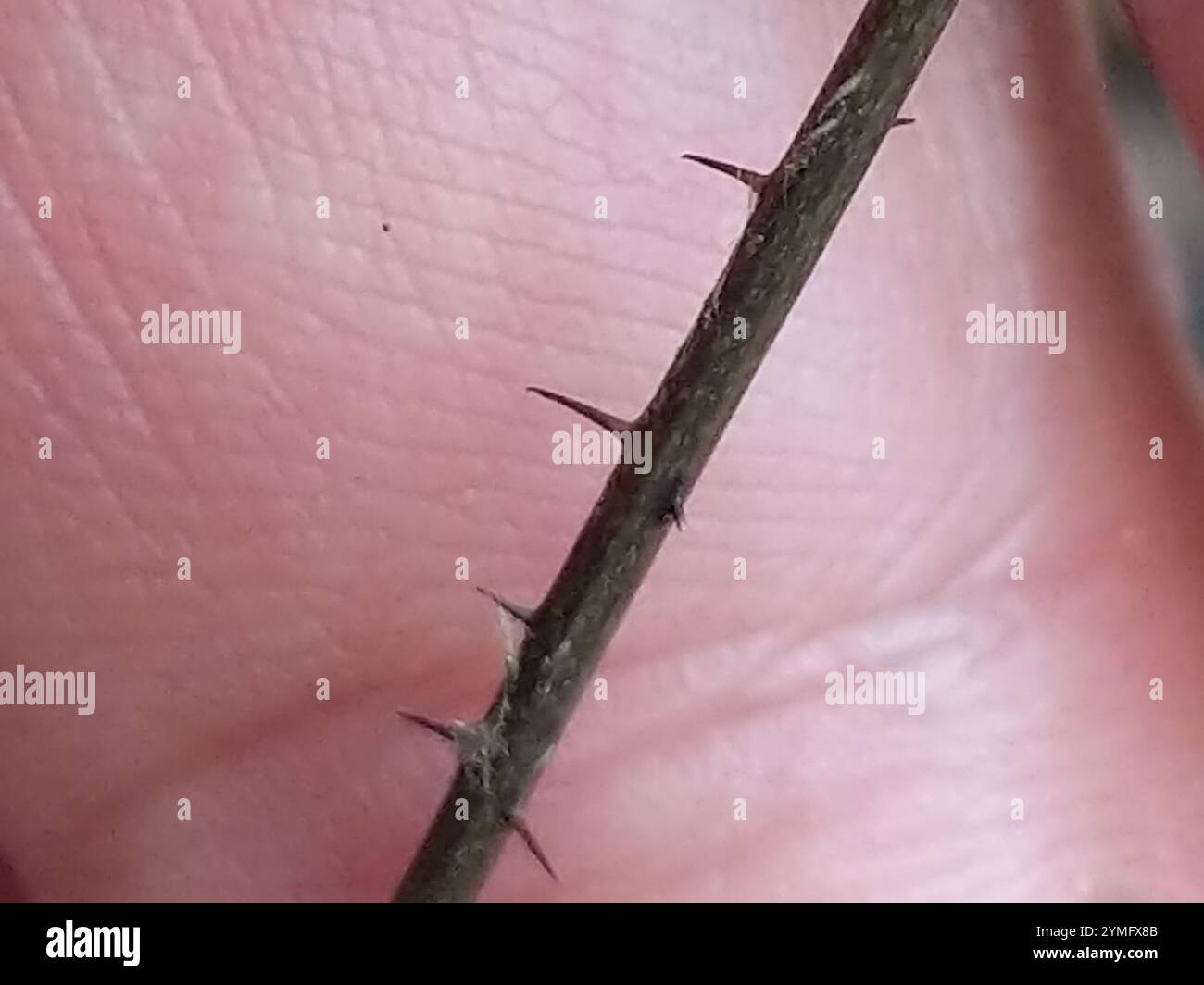 sawbrier (Smilax glauca Stock Photo - Alamy