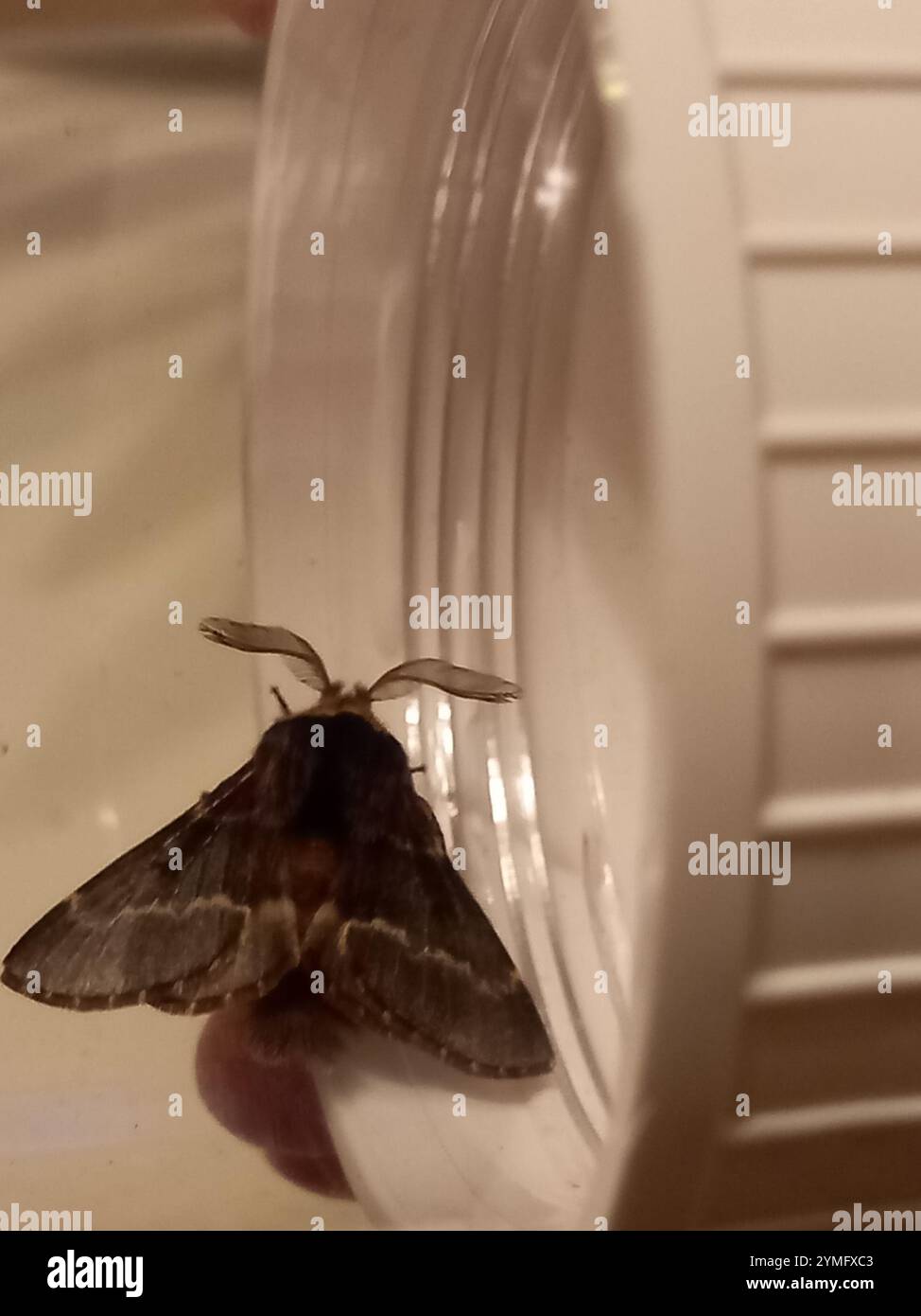 December Moth (Poecilocampa populi Stock Photo - Alamy