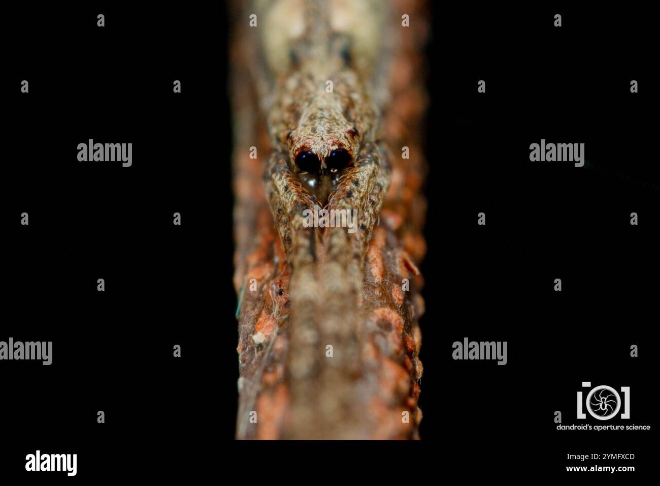 Ogre-faced Spider (Deinopis spinosa Stock Photo - Alamy