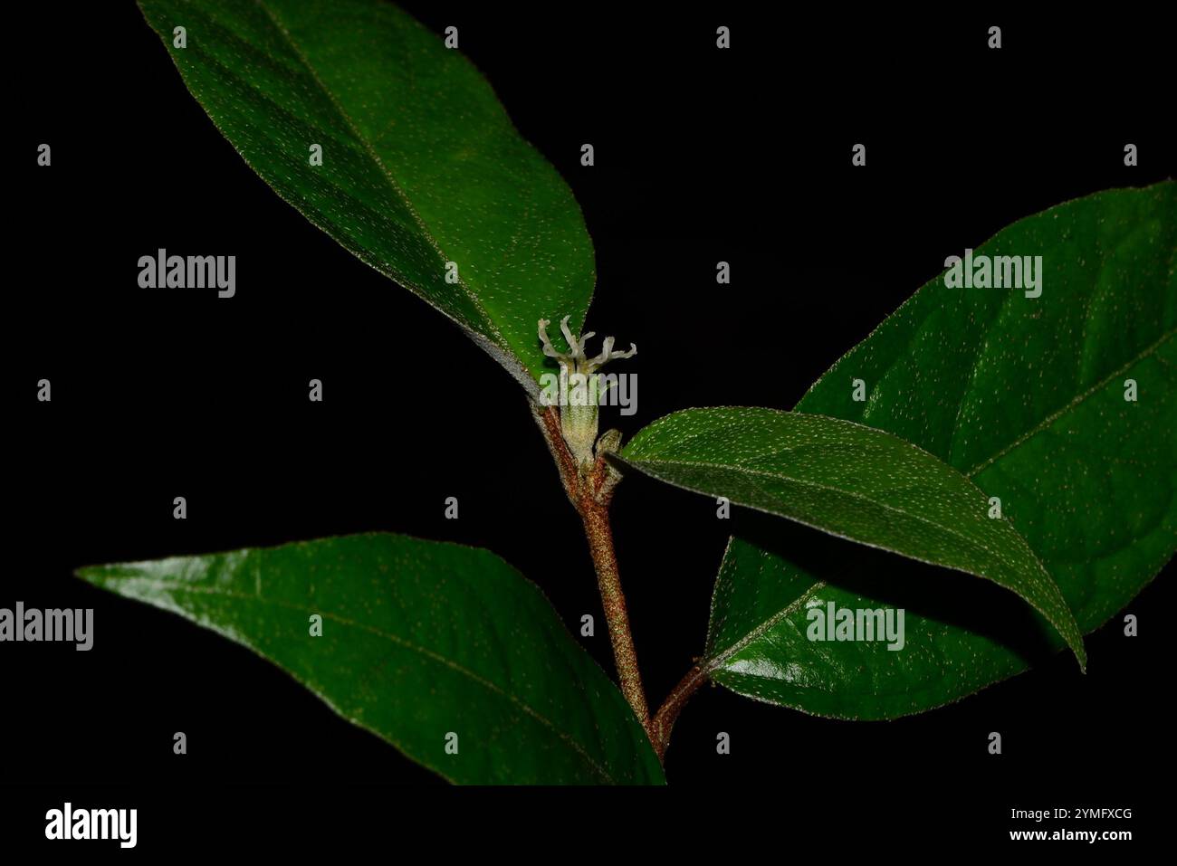 Ceylon croton (Croton zeylanicus Stock Photo - Alamy