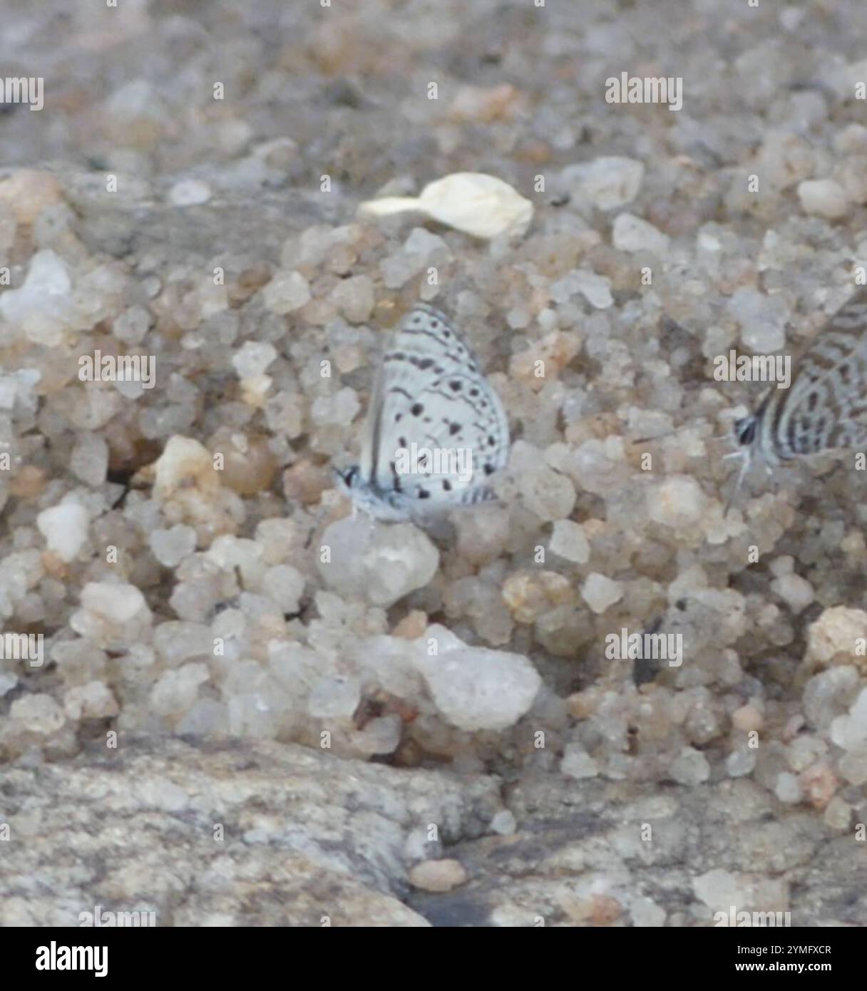 Black babul hi-res stock photography and images - Alamy