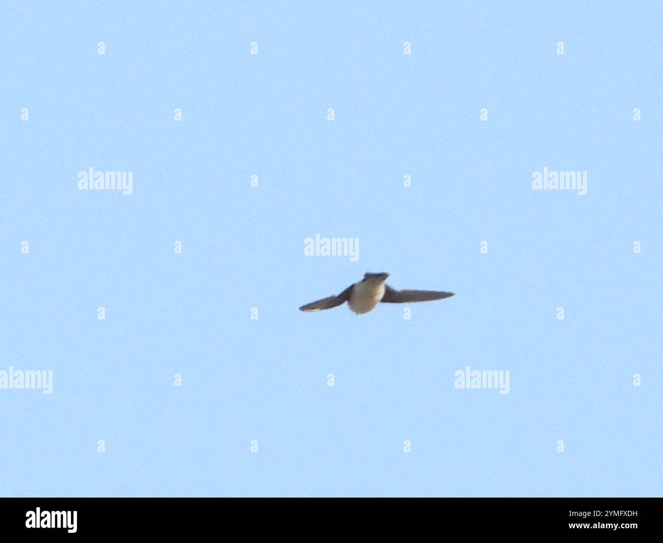 Asian house martin hi-res stock photography and images - Alamy