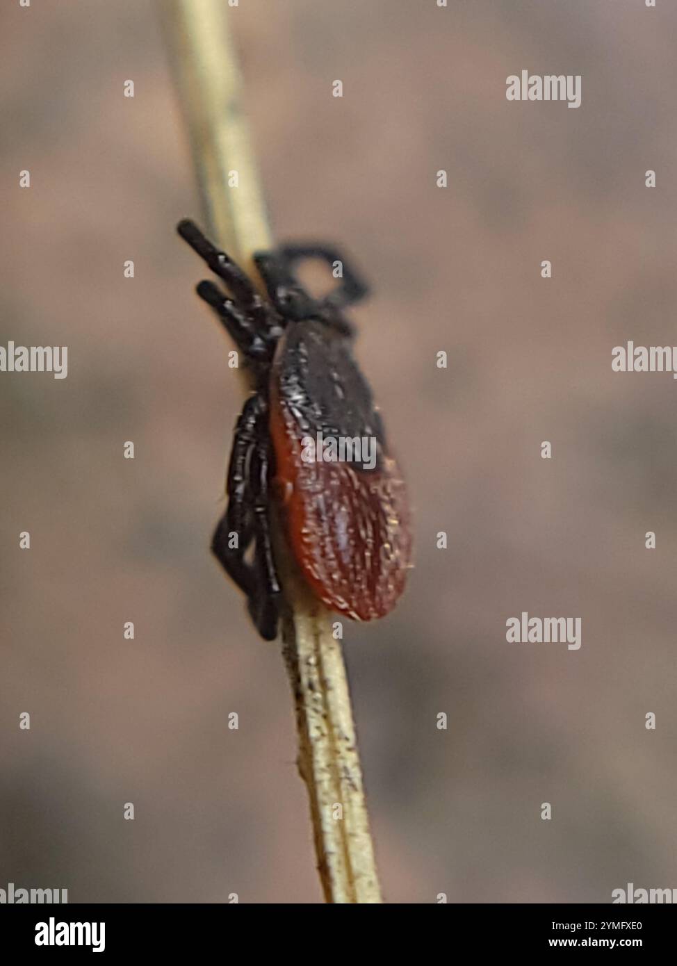 Western Black-legged Tick (Ixodes pacificus Stock Photo - Alamy