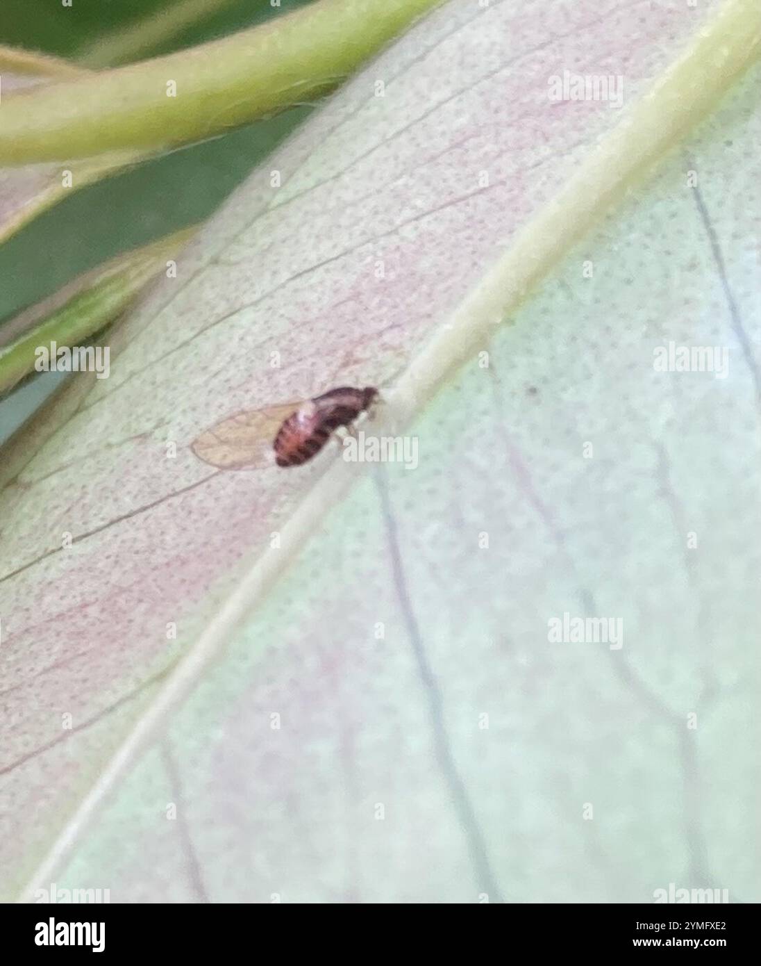 Syzygium Leaf Psyllid (Trioza adventicia Stock Photo - Alamy