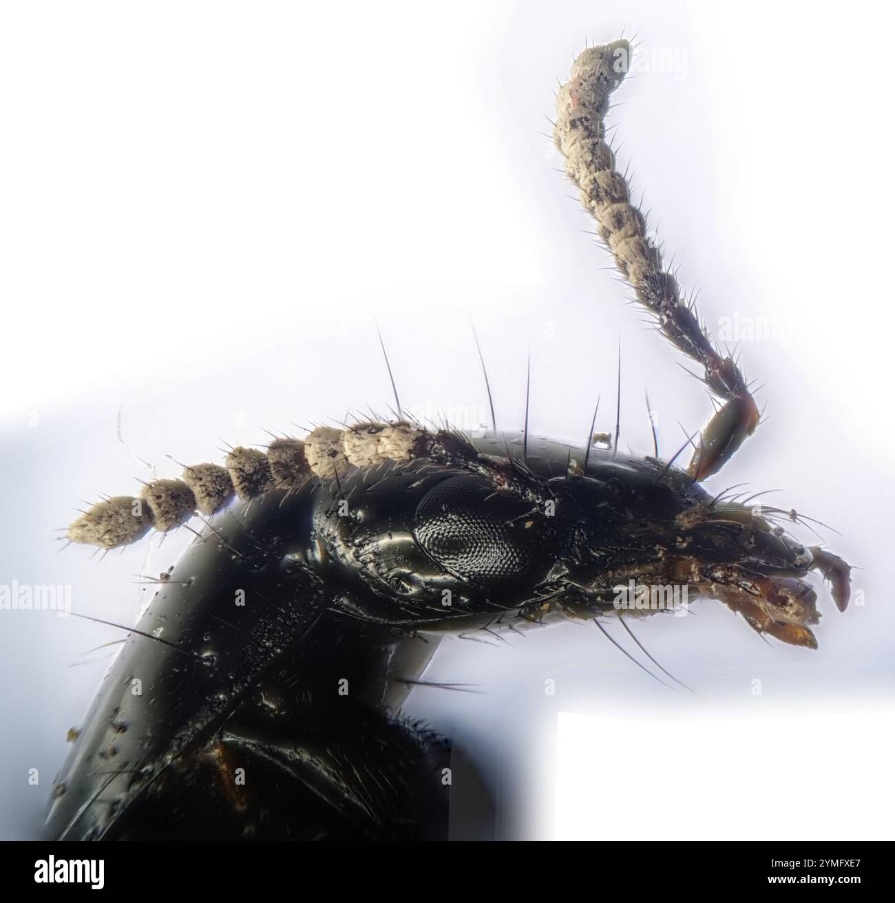 Entomophthorales hi-res stock photography and images - Alamy