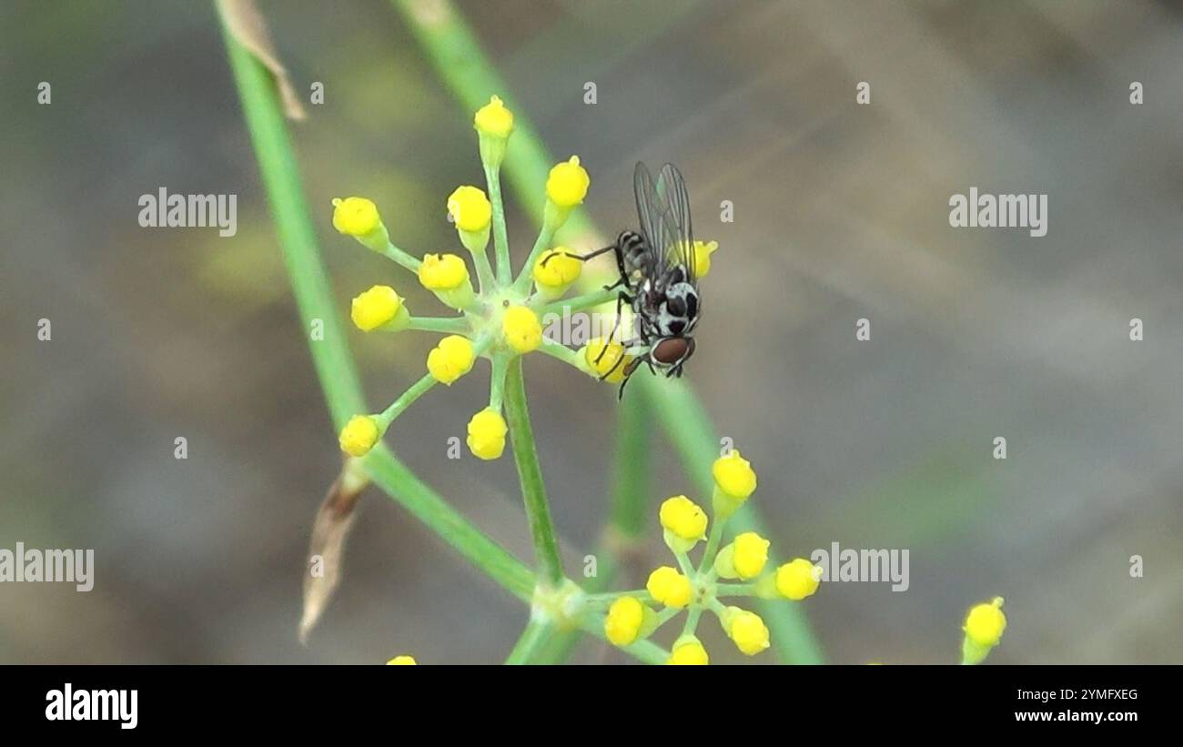 Anthomyia pluvialis hi-res stock photography and images - Alamy