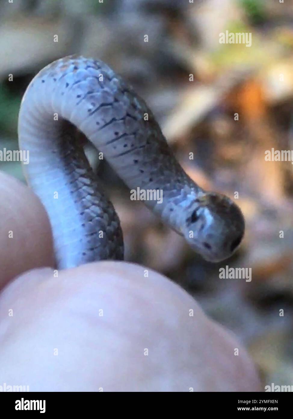 Storeria dekayi dekayi hi-res stock photography and images - Alamy