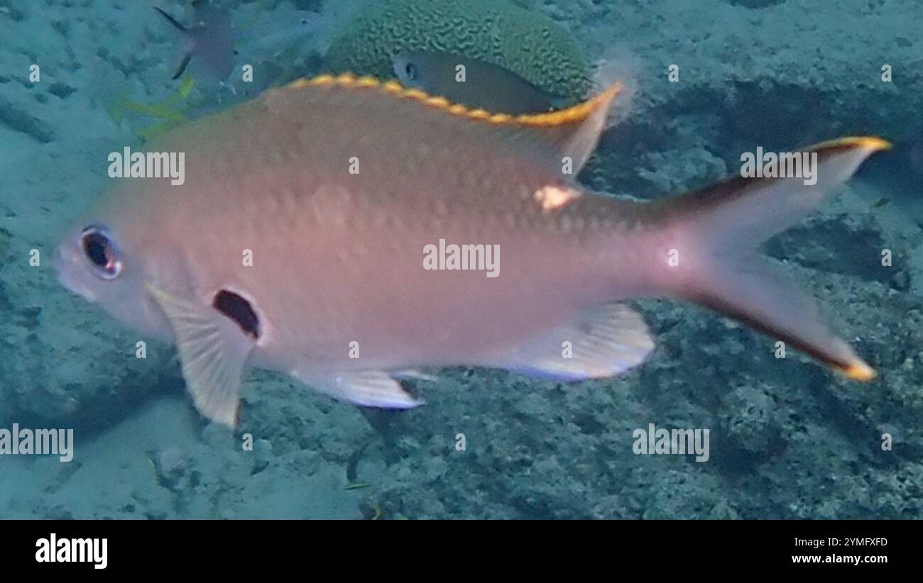 Brown Chromis (Azurina multilineata Stock Photo - Alamy