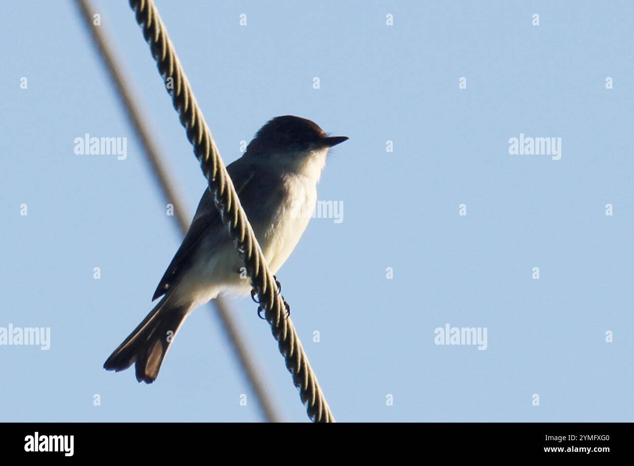 Eastern Phoebe (Sayornis phoebe Stock Photo - Alamy
