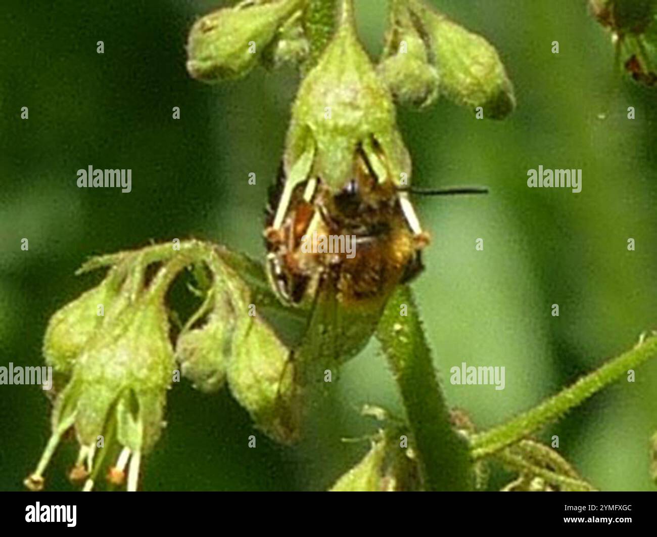 Alumroot Cellophane Bee (Colletes aestivalis Stock Photo - Alamy