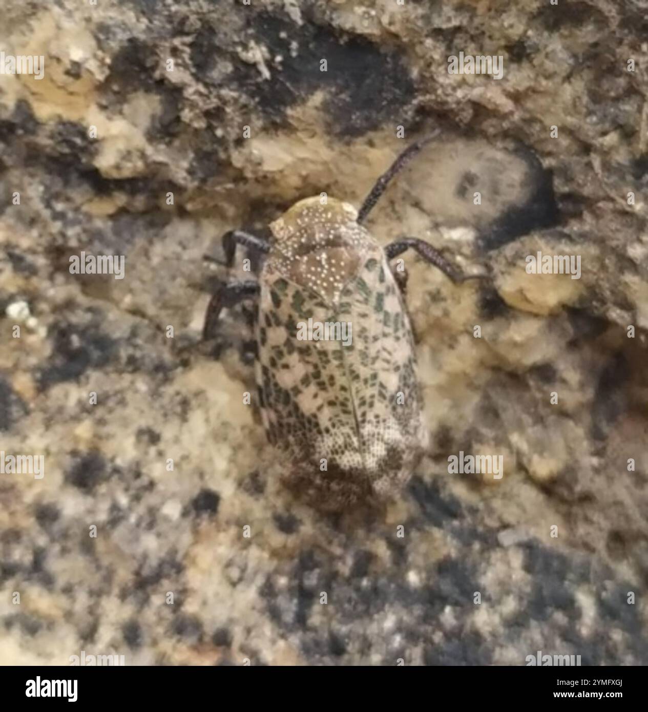 Morosa hi-res stock photography and images - Alamy