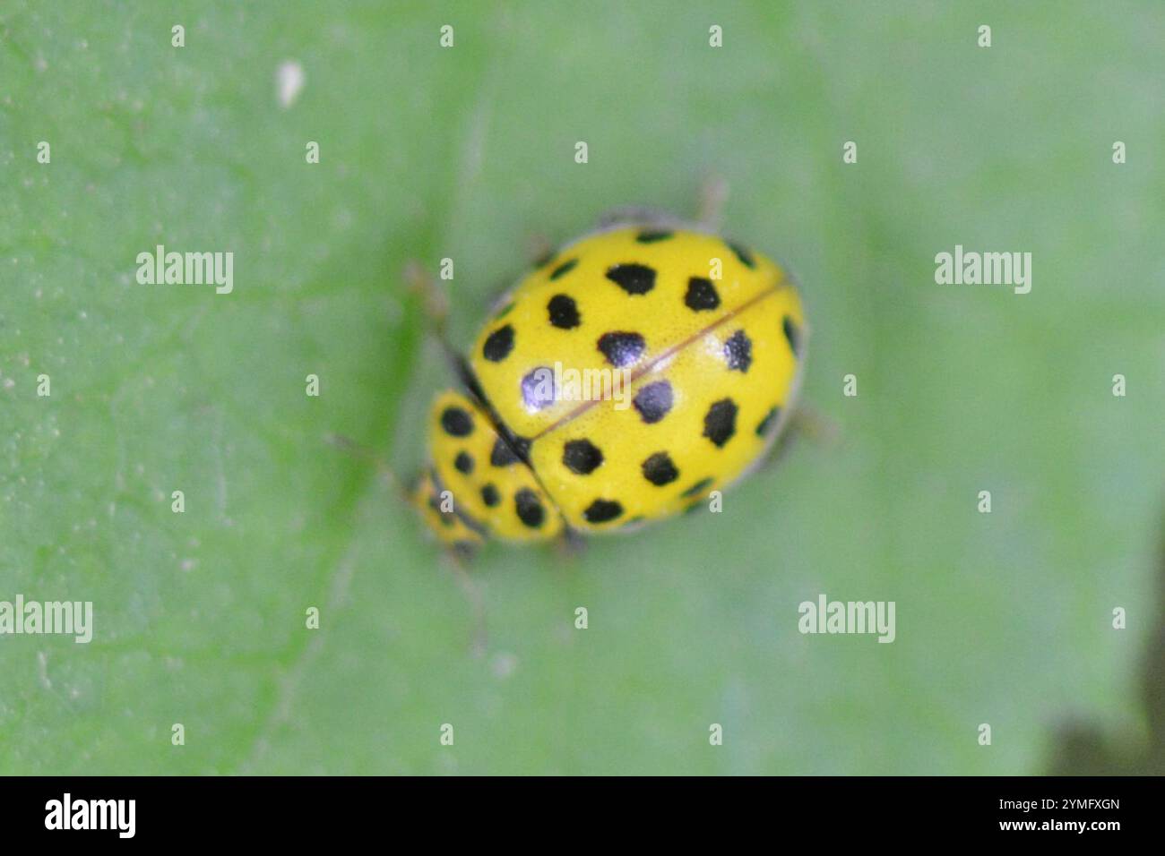 22-spot Ladybird (Psyllobora vigintiduopunctata Stock Photo - Alamy