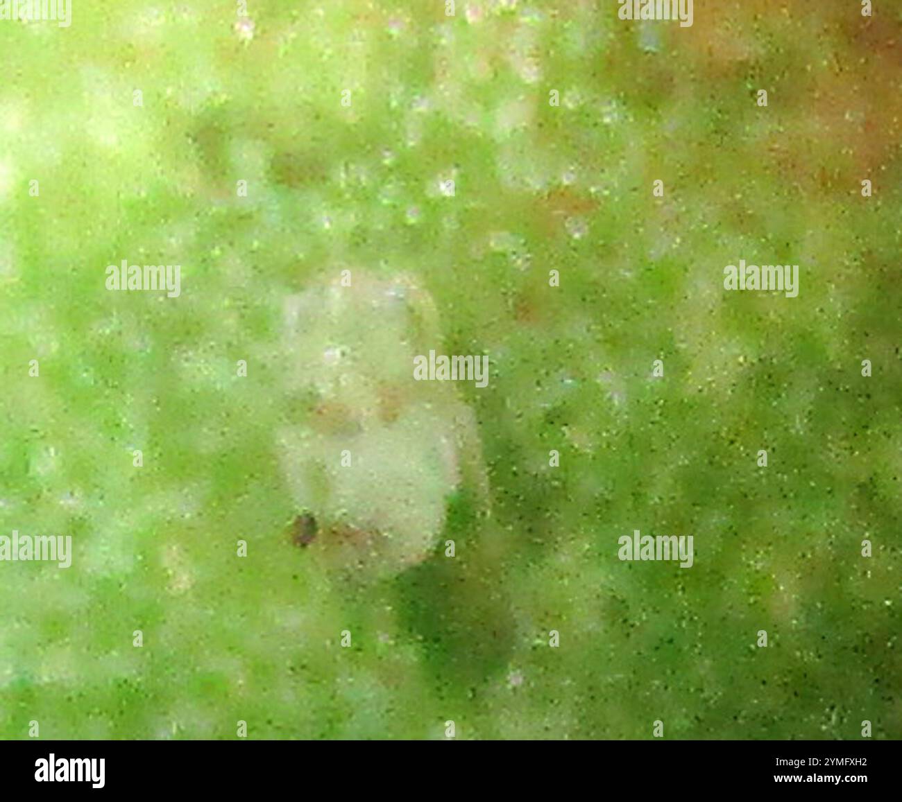 True Bugs, Hoppers, Aphids, and allies (Hemiptera Stock Photo - Alamy