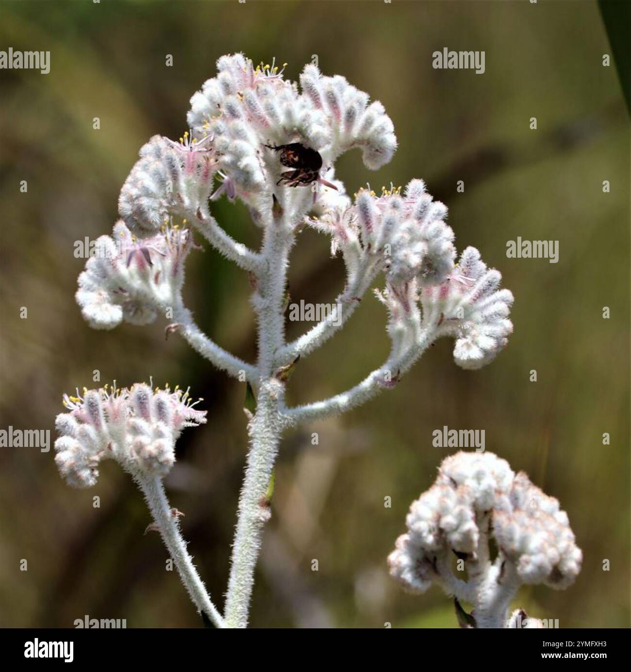 Lambstail (Lanaria lanata Stock Photo - Alamy