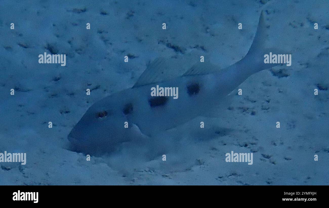 Spotted Goatfish (Pseudupeneus maculatus Stock Photo - Alamy