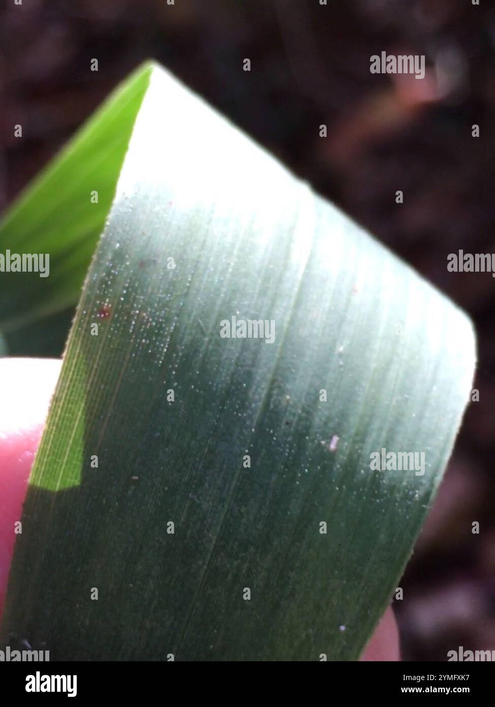 switch cane (Arundinaria tecta Stock Photo - Alamy